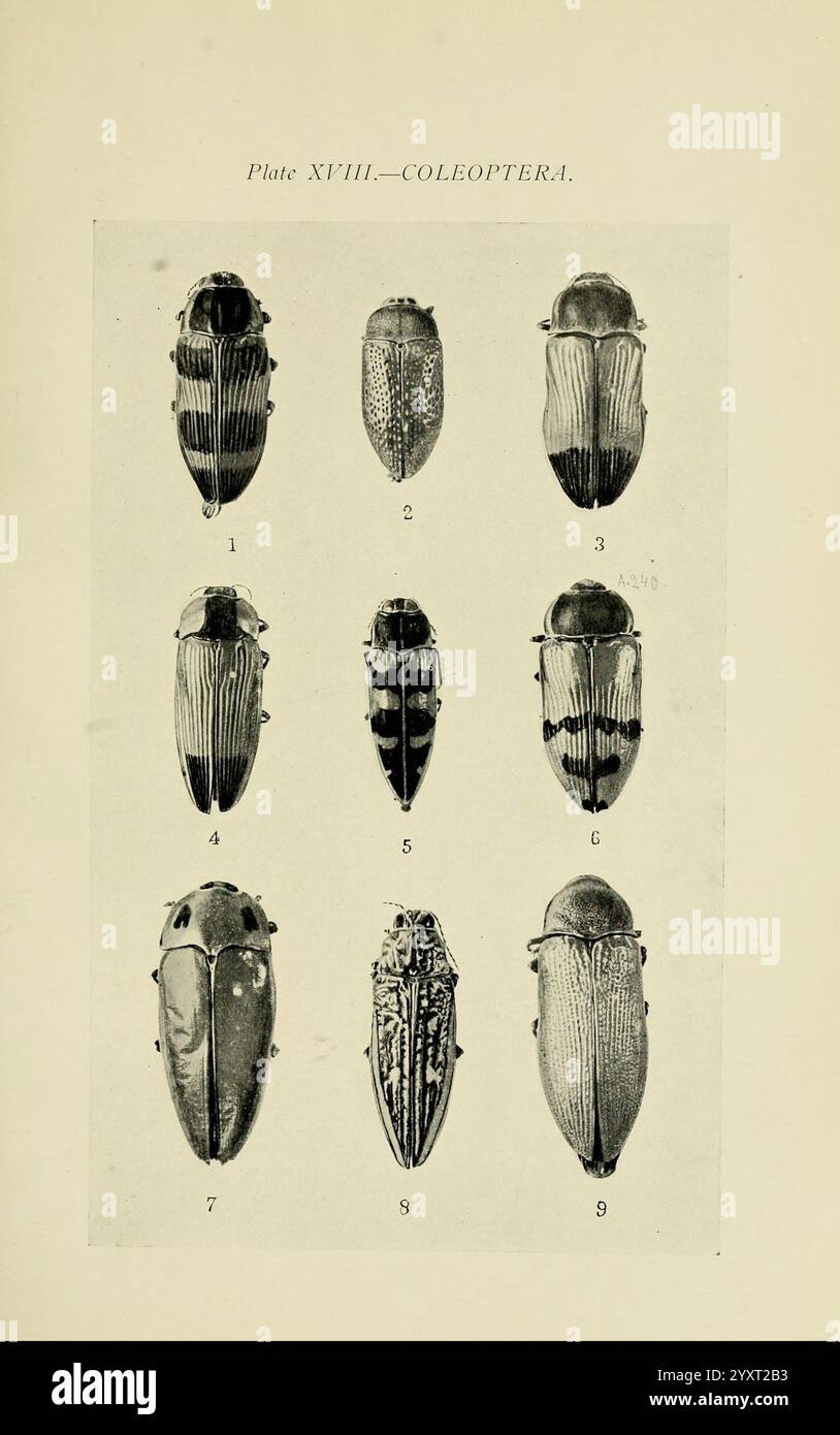 Insectes australiens, Sydney, W. Brooks 1907, Australie, insectes ...