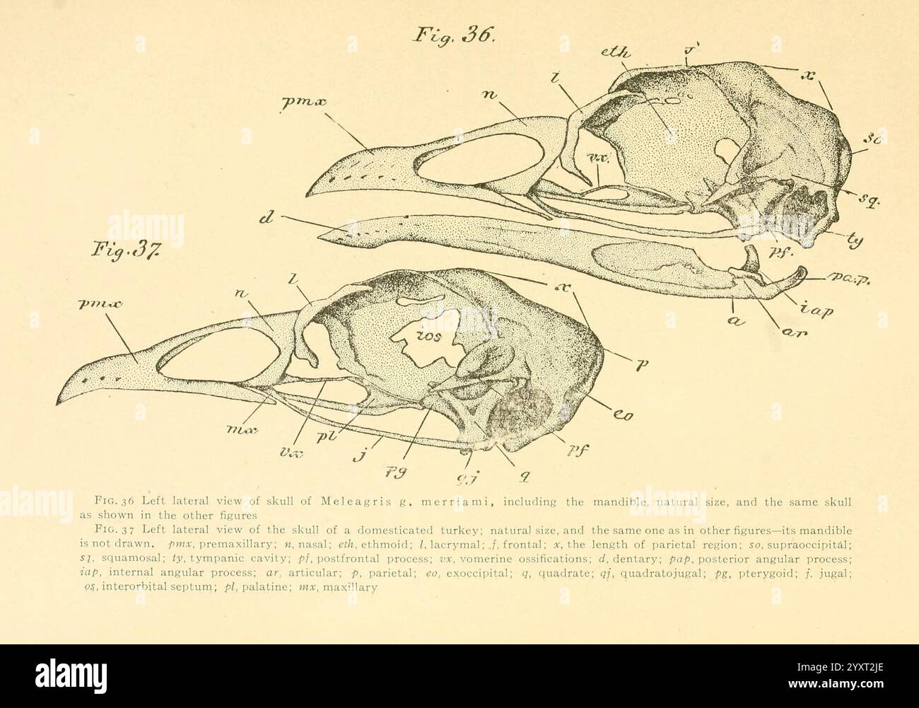 Oiseaux 1909 anatomie oiseaux os Banque de photographies et d’images à ...
