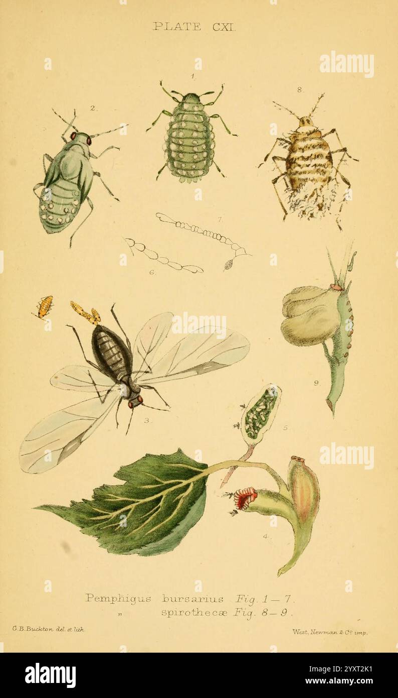 Monographie des pucerons britanniques Londres, 1876-83. Pucerons Grande ...