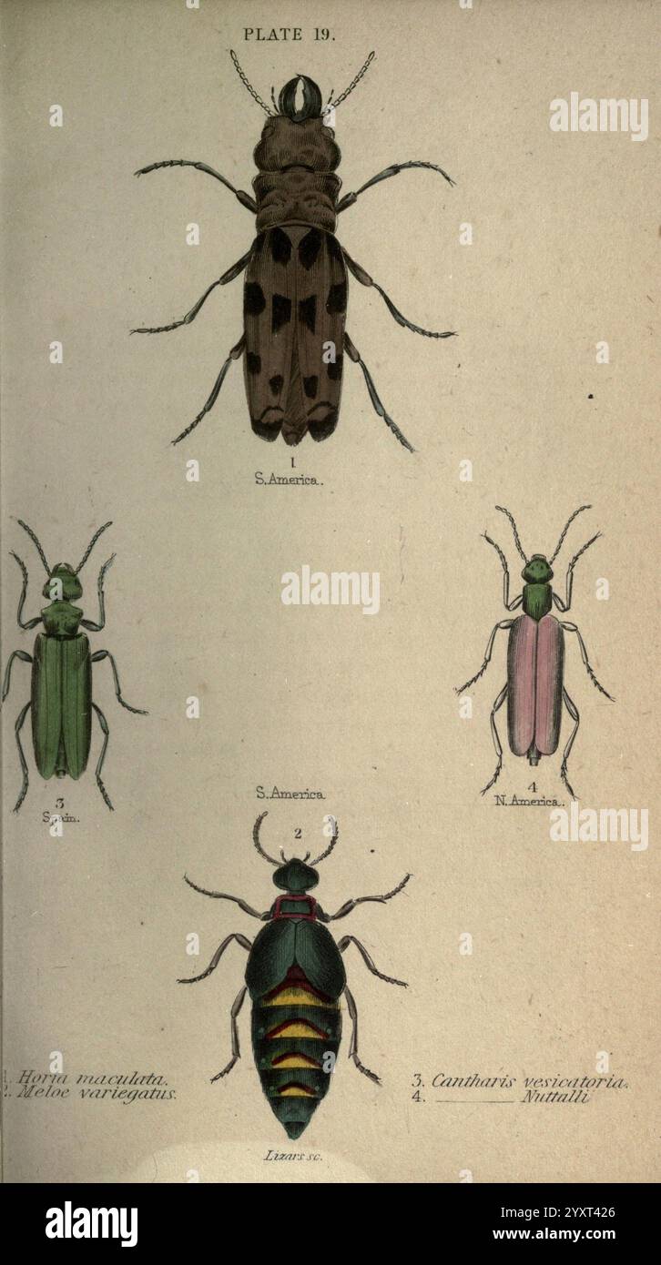 Beetles London H.G. Bohn 1846 Beetles Ray John, l'illustration présente ...