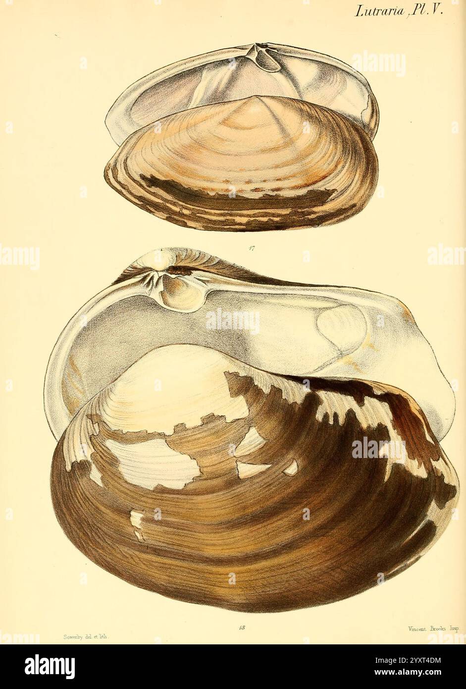 Conchologia iconica, illustrations des coquilles des animaux mollusques ...