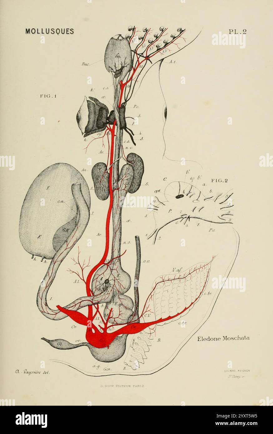 Atlas d'anatomie comparée des invertébrés, Paris, Doin, 1890, anatomie ...