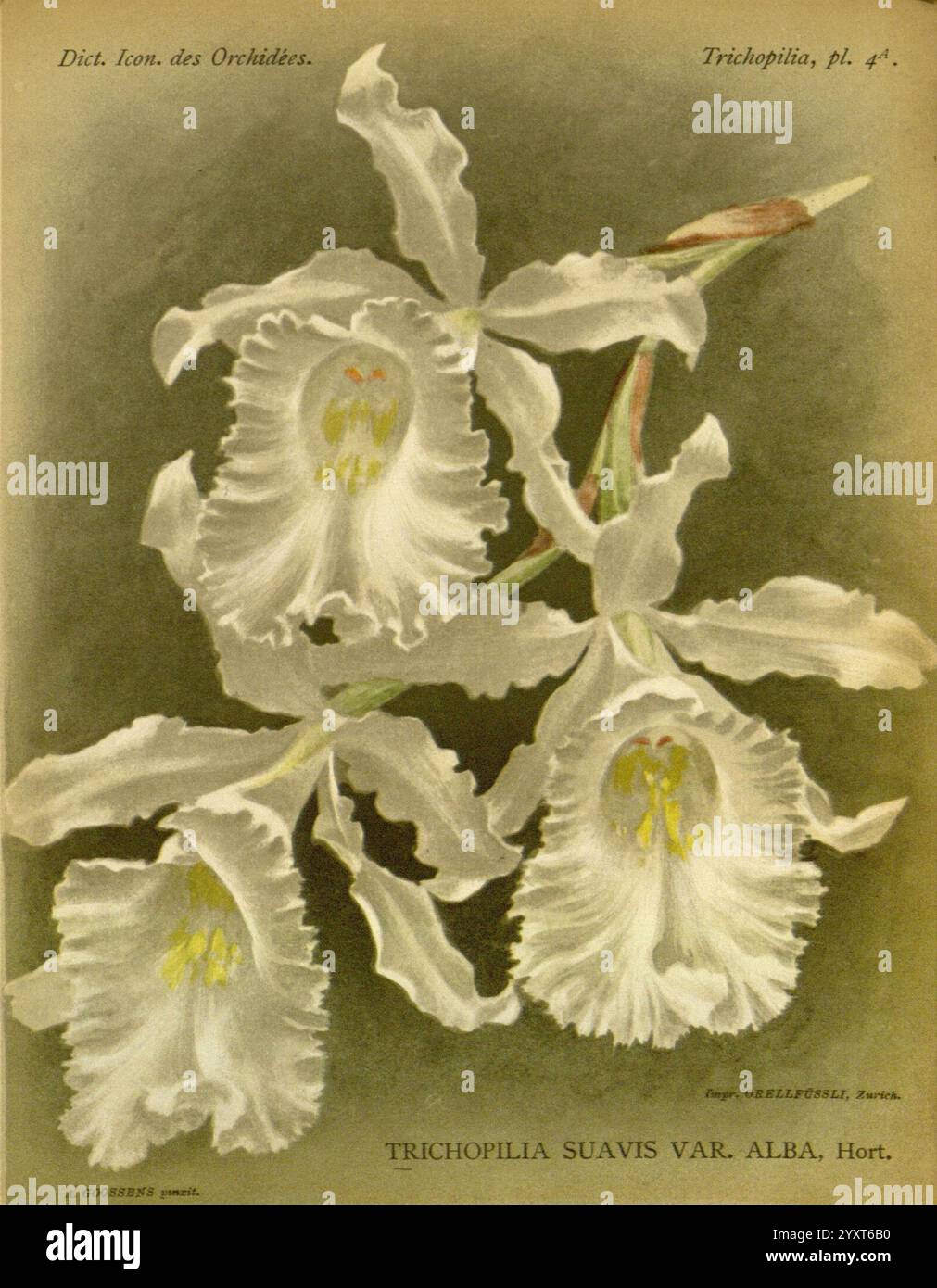 Dictionnaire iconographique des orchidees, 1896-1907, Orchidaceae ...