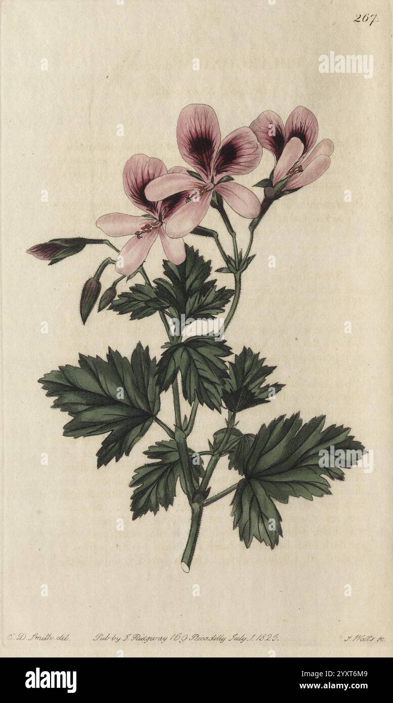 Geraniaceae, Londres, imprimé pour James Ridgway, Piccadilly, 1820-1830 ...