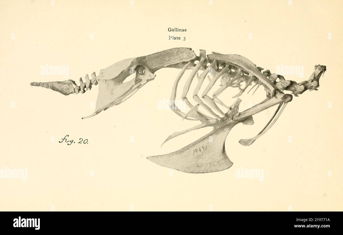 Ostéologie des oiseaux 1909. Anatomie, oiseaux, os, ostéologie ...