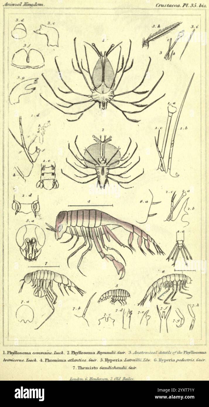 Le règne animal, arrangé selon son organisation Londres, G. Henderson ...