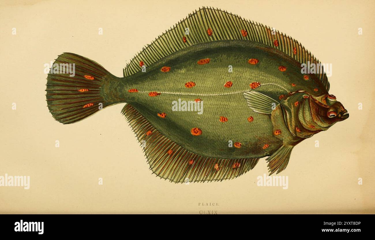 Une histoire des poissons des îles britanniques 1862-65 Grande-Bretagne ...