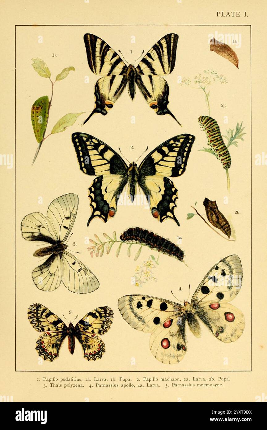 Papillons britanniques et européens et (Macrolepidoptera) 1895, Grande ...
