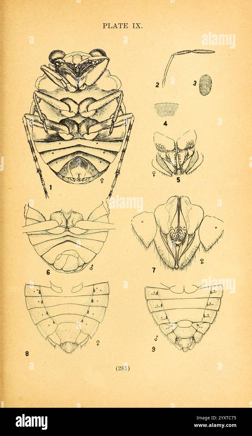 Biologie et écologie des hémiptères aquatiques et semi-aquatiques ...
