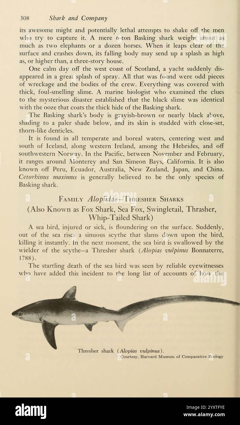 Requin woods hole chondrichthyes requin renard alopias vulpinus Banque ...