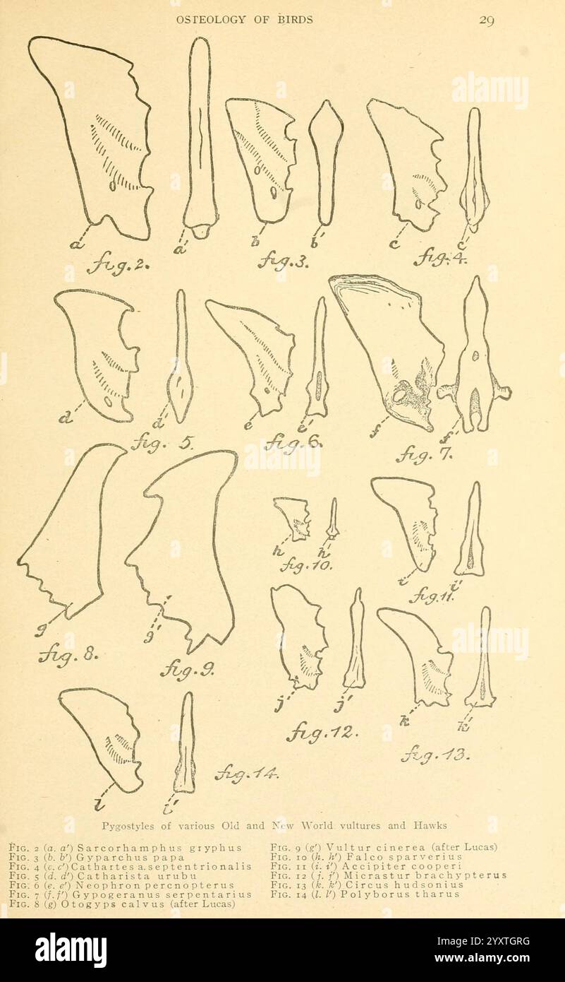 Ostéologie des oiseaux Albany University of the State of New York 1909 ...