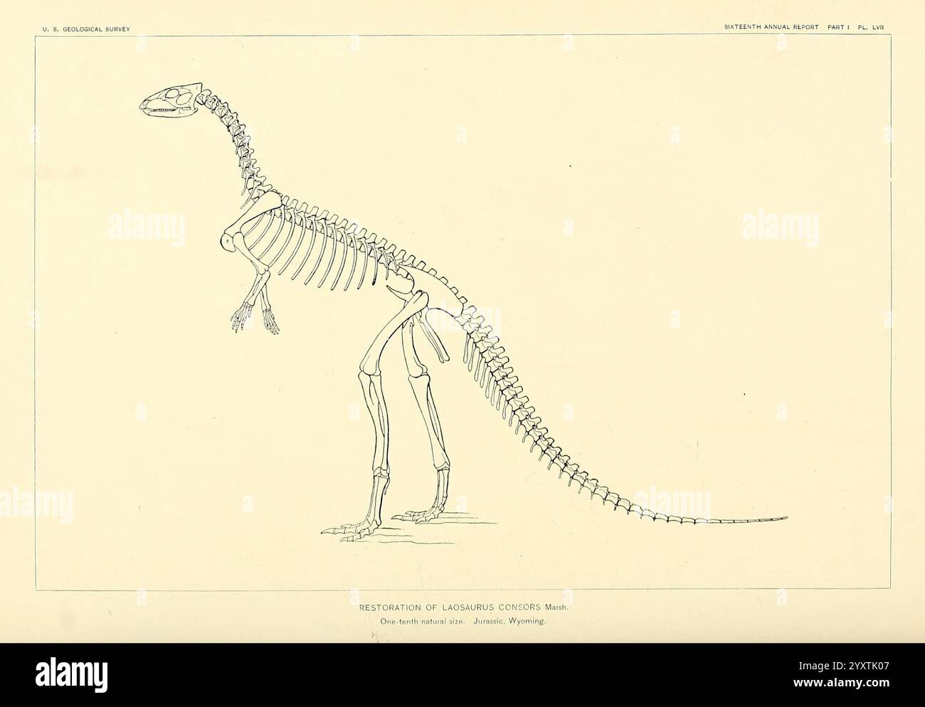 Les dinosaures d'Amérique du Nord, Washington, Govt. Print, 1896 ...