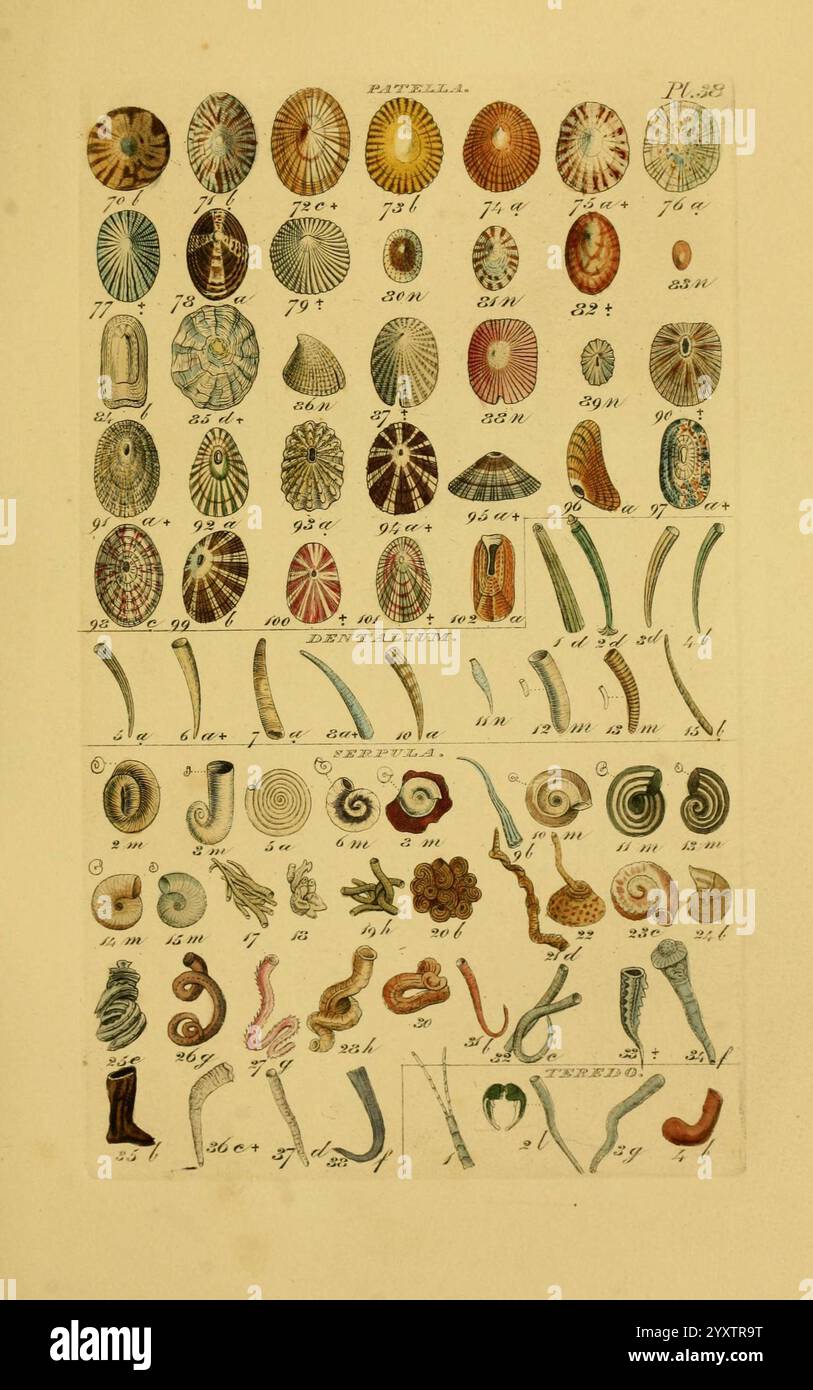 Index Testaceologicus, Londres, 1856, mollusques, coquillages, cette ...