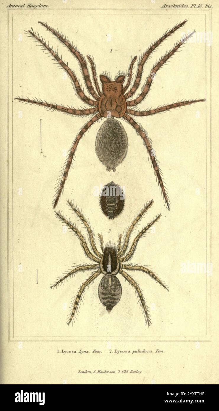 Le règne animal, arrangé selon son organisation Londres, G. Henderson ...