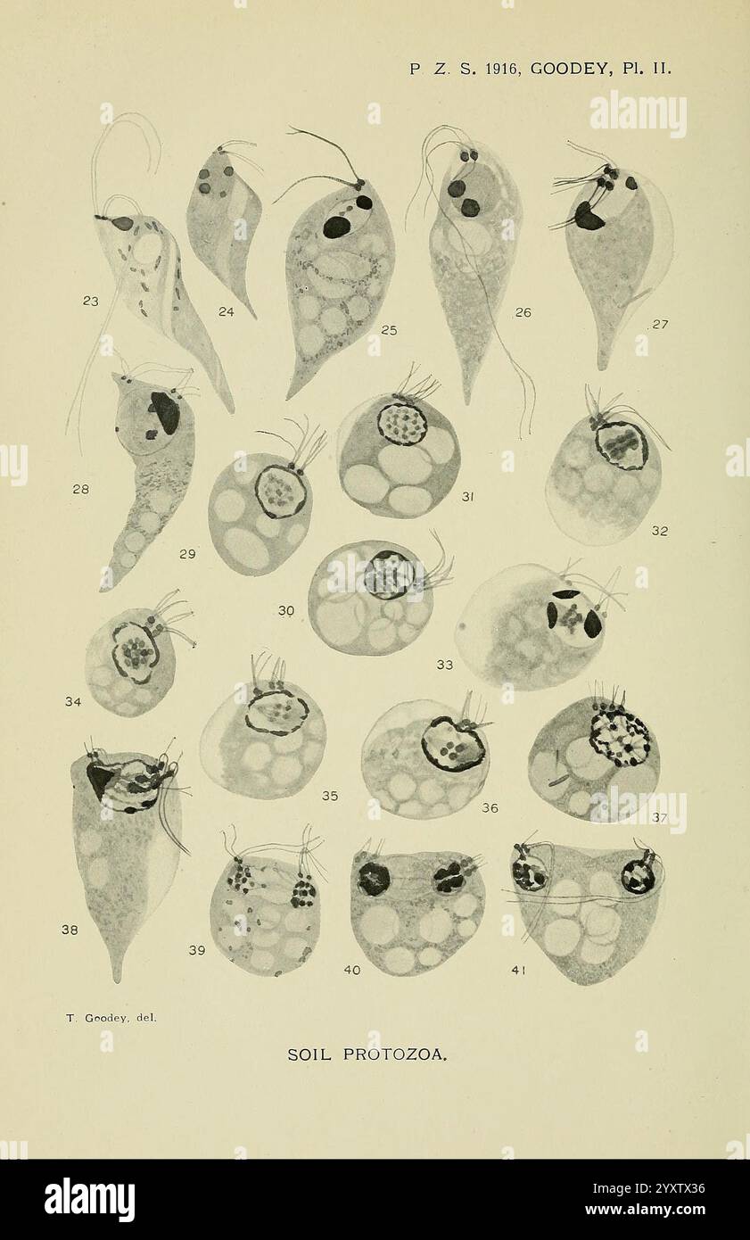 Proceedings of the Zoological Society of London, London, Academic Press ...
