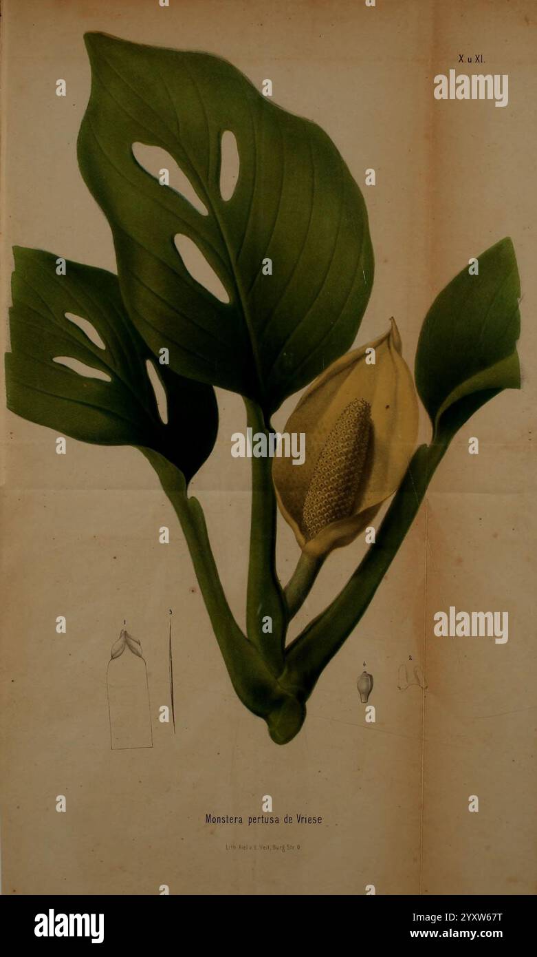 Berliner Allgemeine Gartenzeitung Monster Apertusa, l'illustration ...