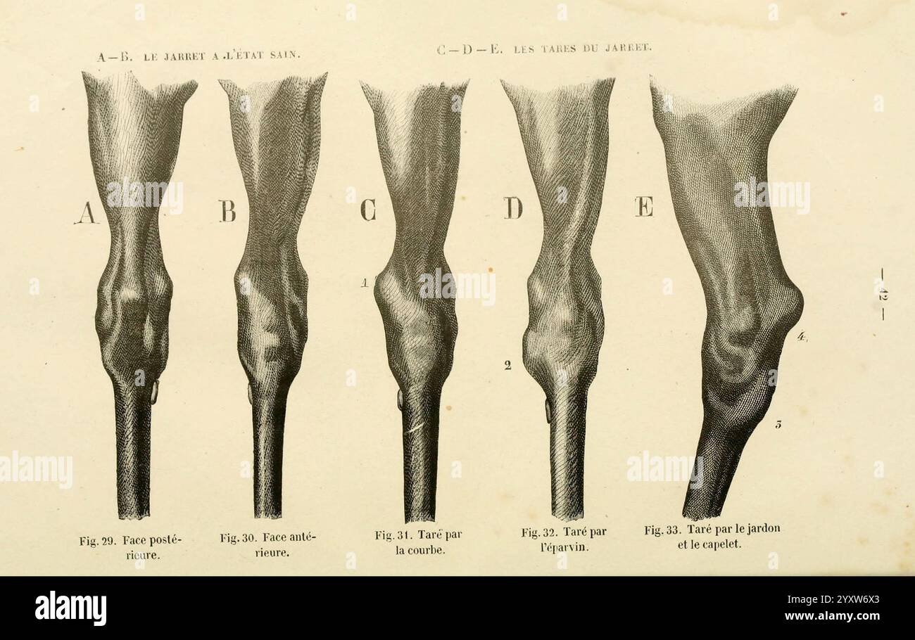 La connaissance générale du cheval, Atlas, Paris, Didot, 1861, chevaux ...