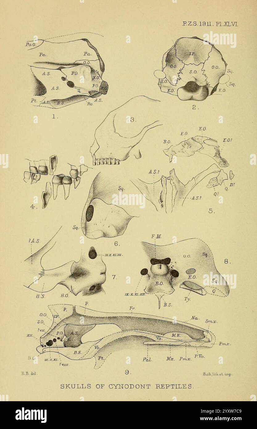 Proceedings of the Zoological Society of London London Academic Press ...