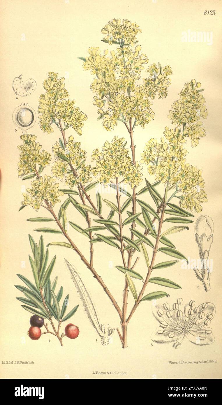 Curtis's Botanical Magazine, Londres, New York, botanique, périodiques ...