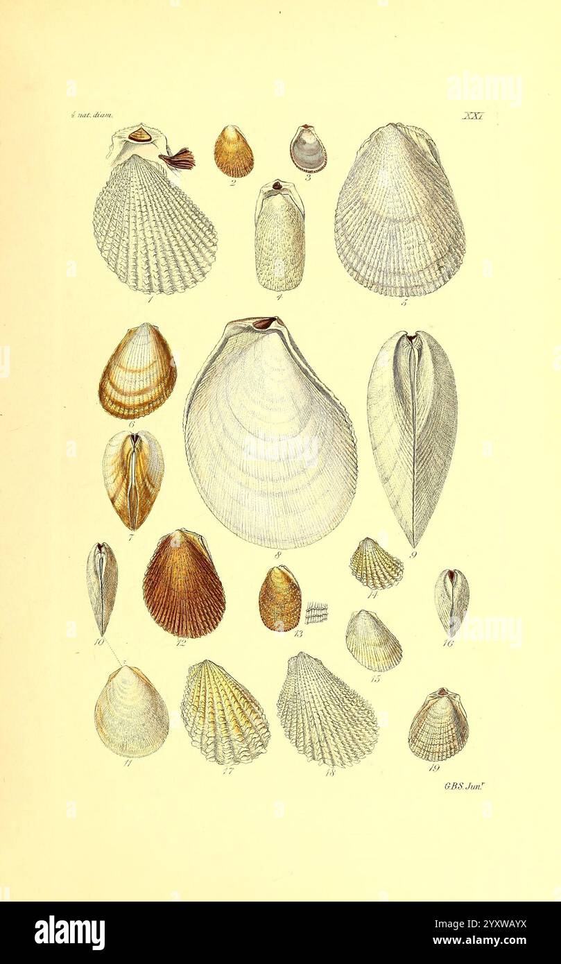 Thésaurus conchyliorum, ou monographies de Genera of Shells, Londres ...