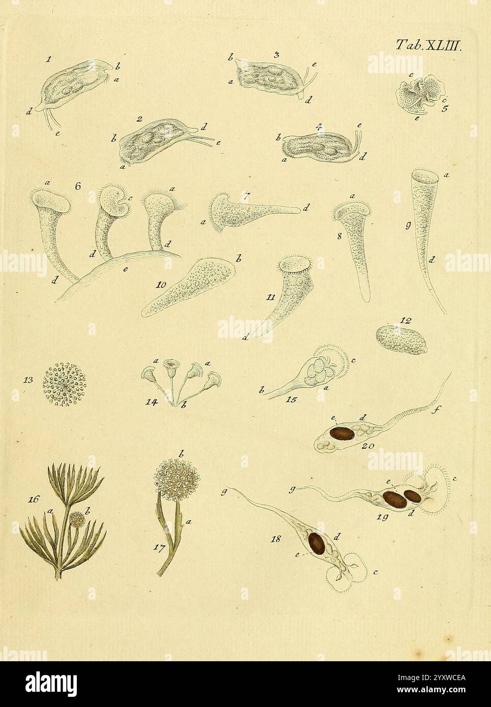 Animalcula, Infusoria, Fluviatilia et Marina, Hauniae, Typis Nicolai ...