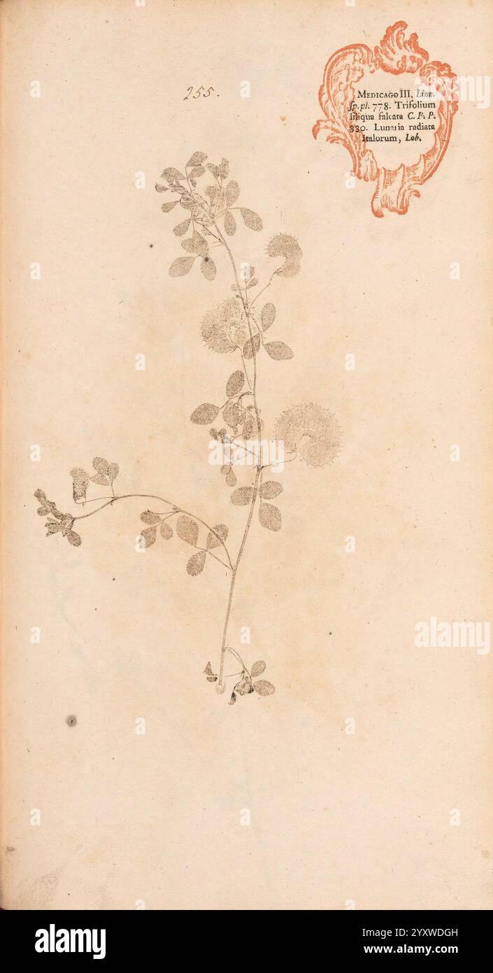 Flora Berolinensis Berlin Die Schule 1757-1758 Medicago radiata Berlin ...