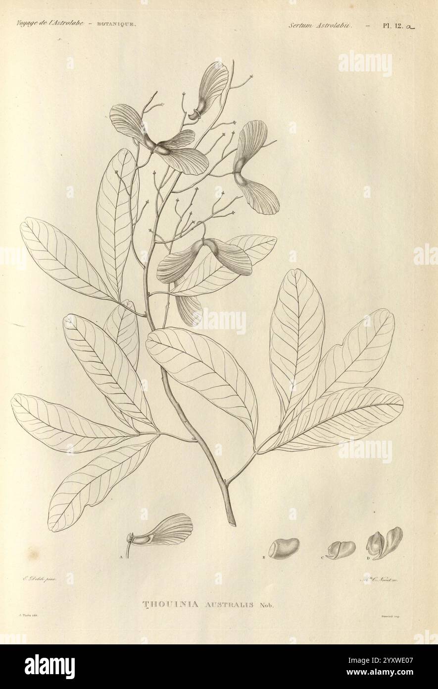 Voyage de la corvette l'Astrolabe, Paris, J. Tastu, 1830-1834 ...