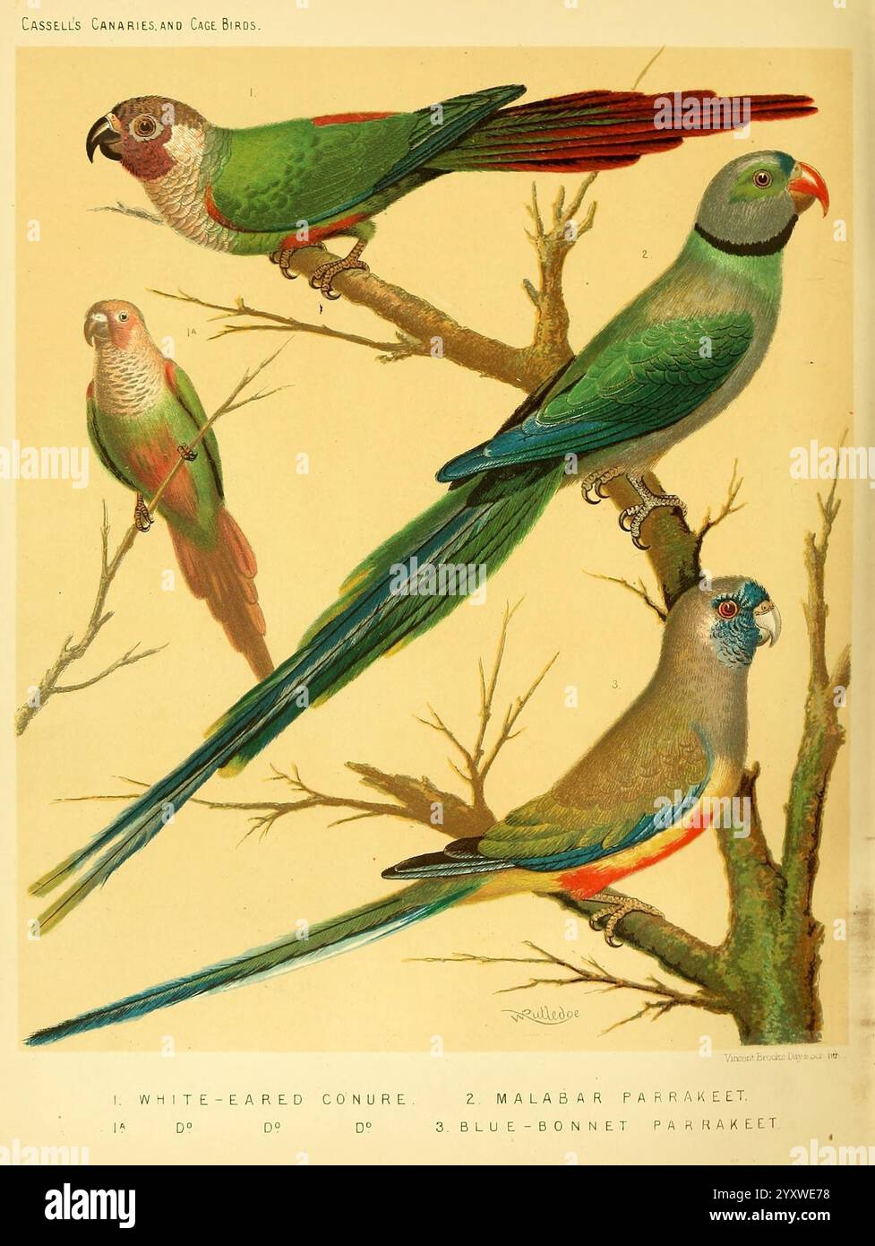 Le livre illustré des canaris et des oiseaux de cage, britanniques et ...