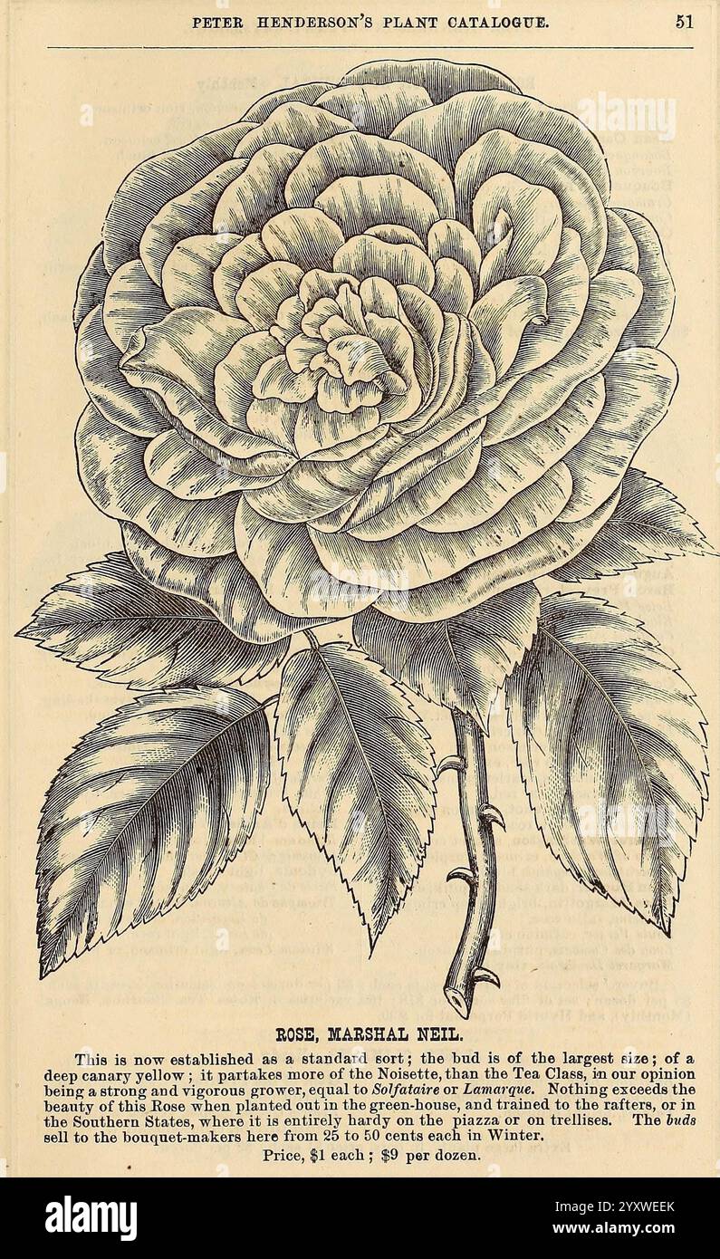 Catalogue printanier de Peter Henderson de plantes nouvelles, rares et ...