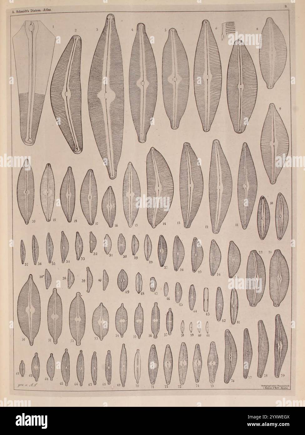 Atlas der Diatomaceen-Kunde, Leipzig, O.R. ReIsland, 1874-19, atlas ...