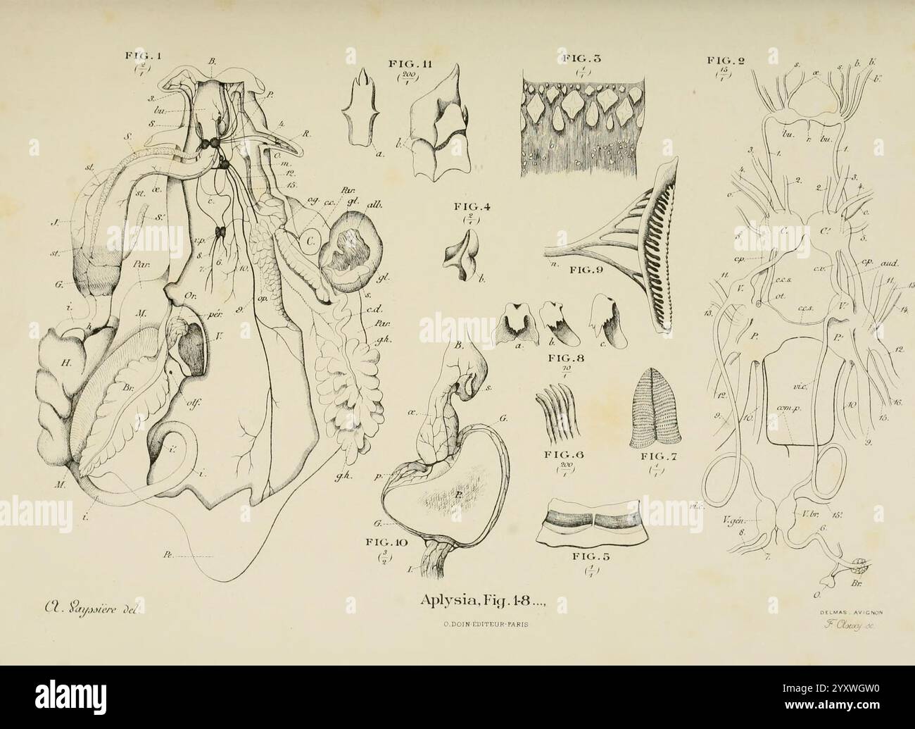 Atlas d'anatomie comparée des invertébrés, Paris, Doin, 1890. Anatomie ...