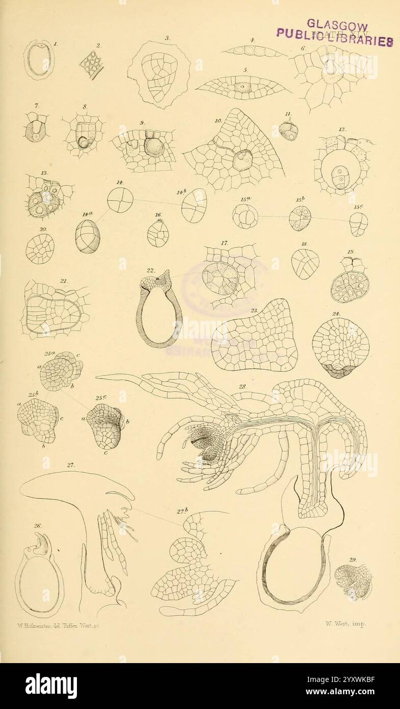 Sur la germination, le développement et la fructification de la ...