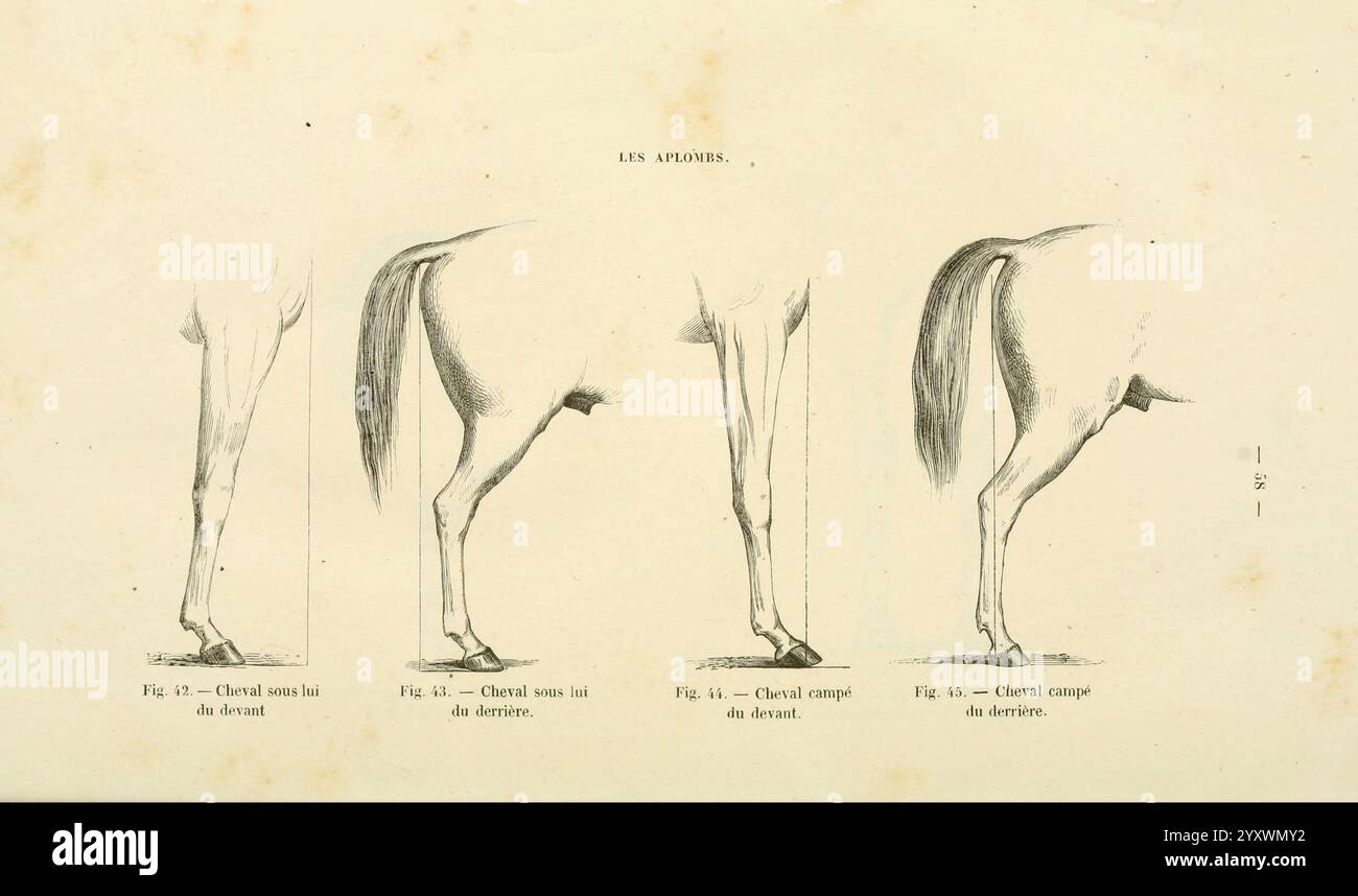 La connaissance générale du cheval Atlas Paris Didot 1861 chevaux, l ...