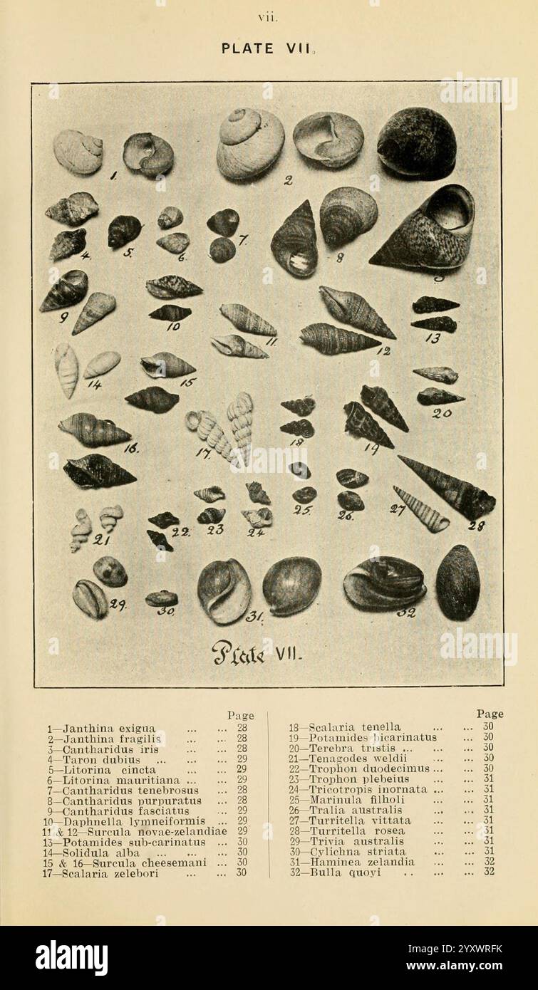 Belles coquillages de Nouvelle-Zélande, Auckland, Collins Bros, 1908, Nouvelle-Zélande ...