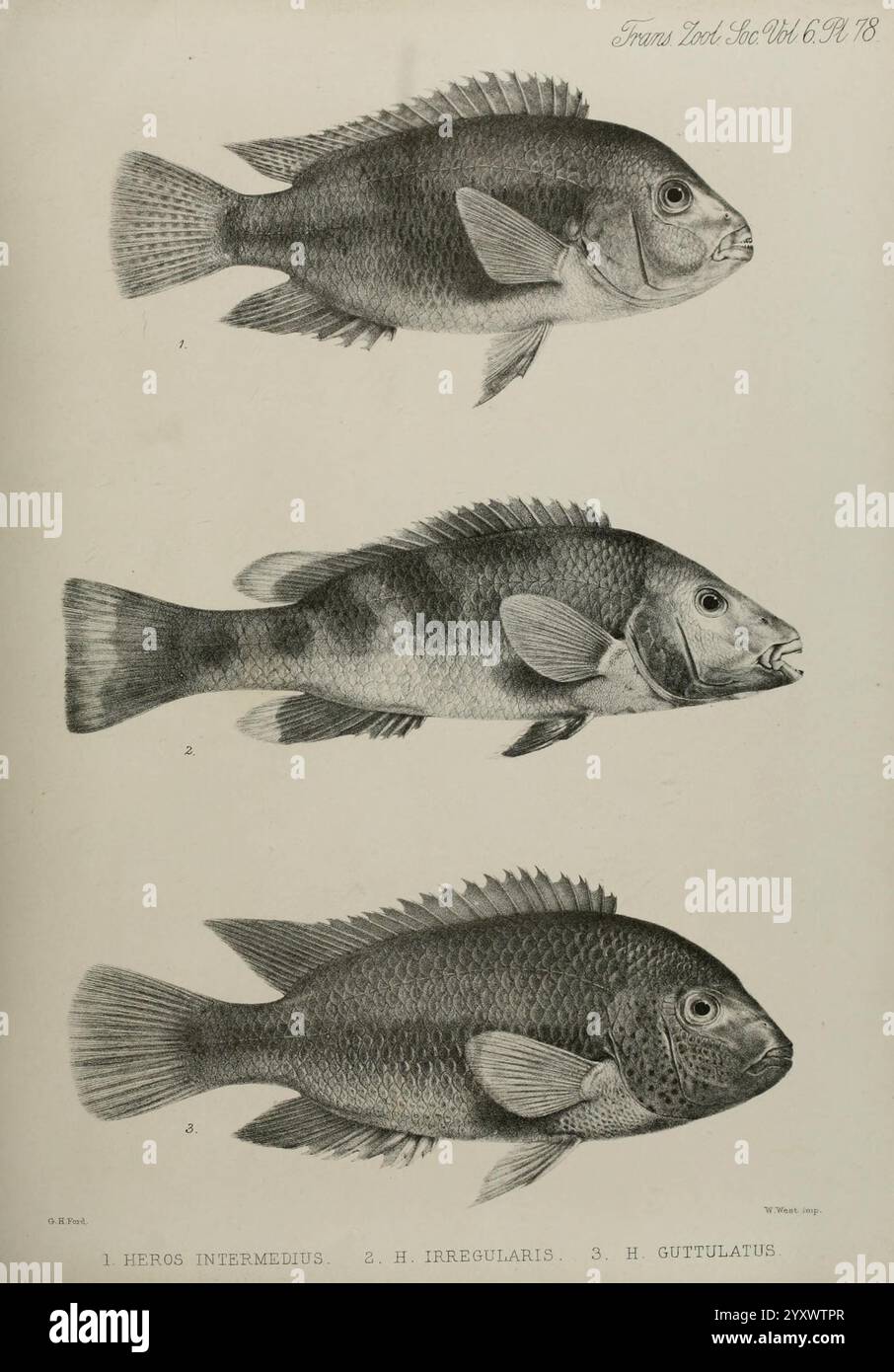 Transactions of the Zoological Society of London Londres publiée pour ...