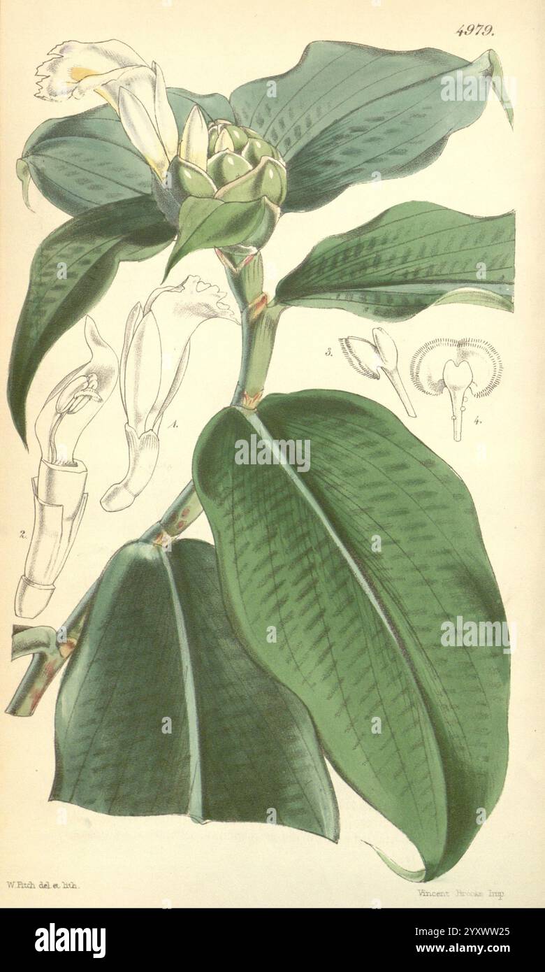 Curtis's Botanical Magazine, Londres, New York, illustration botanique ...