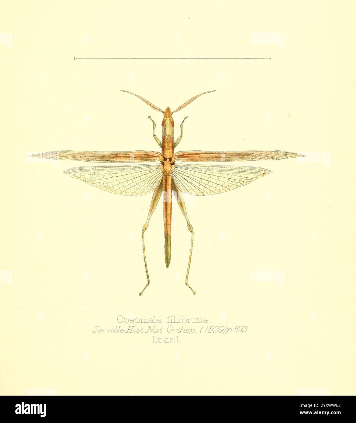 Aide à l'identification des insectes Londres, E.W. Janson, 1880-90 ...
