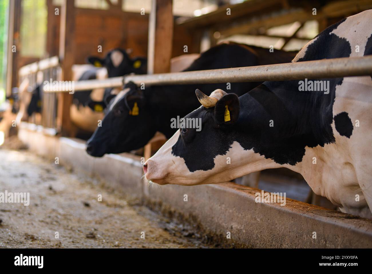 Lait de ferme laitière de vache. Vache à la ferme laitière. Usine de vaches. Industrie agricole ...