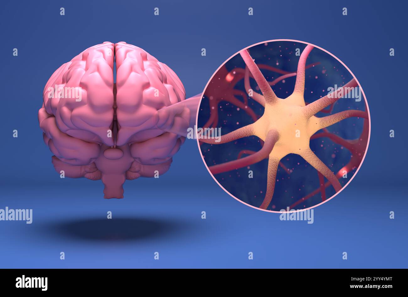 Neurone et synapse Banque de photographies et d’images à haute résolution - Alamy