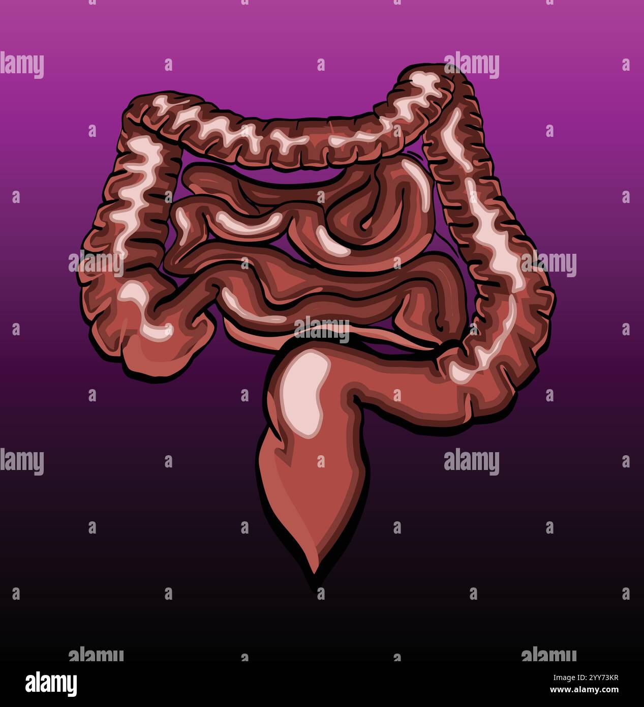Intestins organe humain Banque d'images vectorielles - Alamy