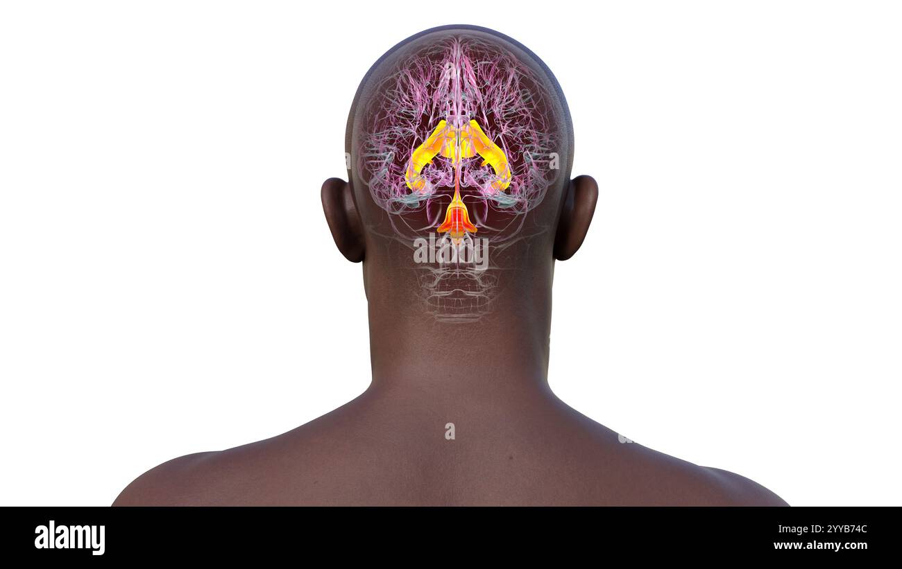 Système ventriculaire du cerveau, illustration informatique. Les ...