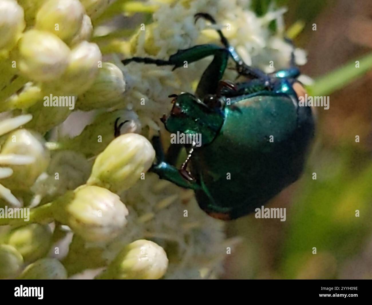 Cotinis mutabilis Banque de photographies et d’images à haute ...