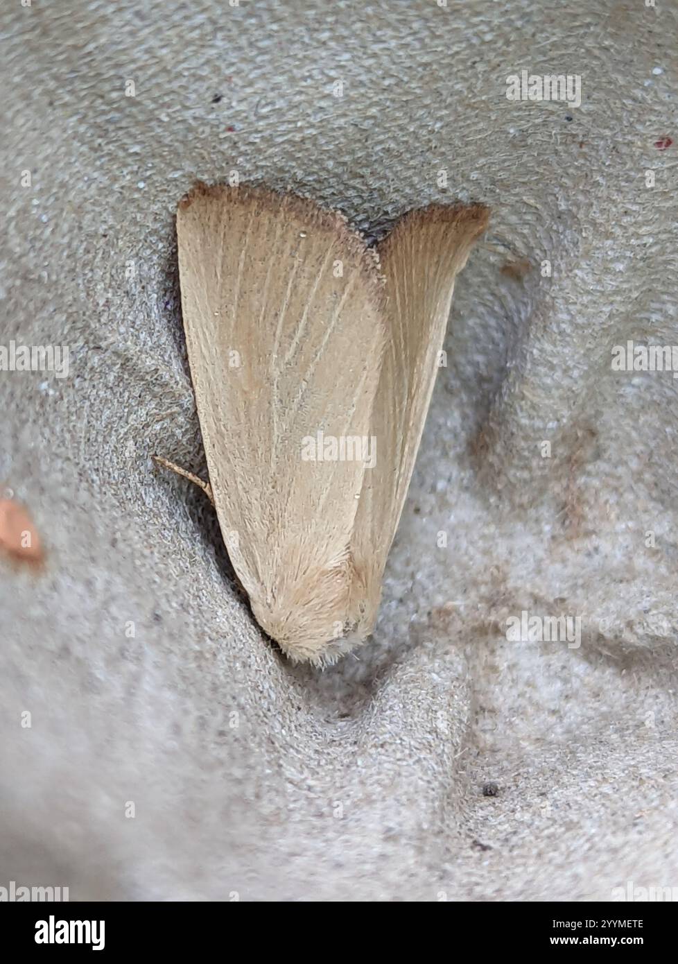 Arenostola phragmitidis Banque de photographies et d’images à haute ...