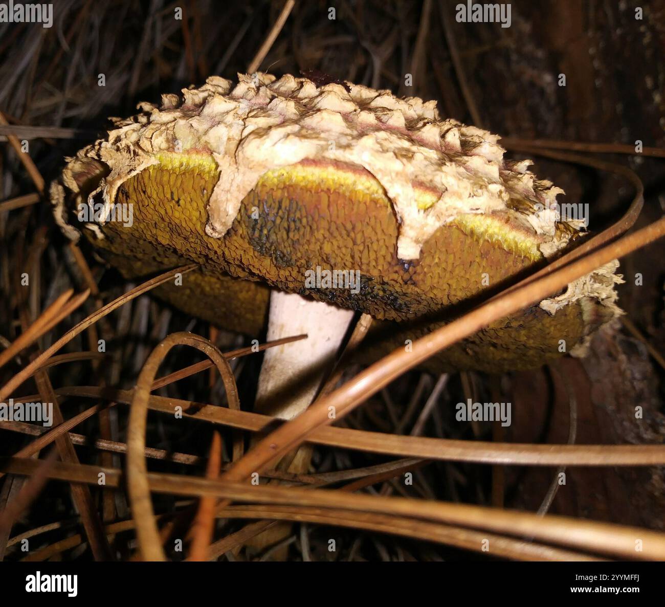 Boletellus ananas Banque de photographies et d’images à haute ...