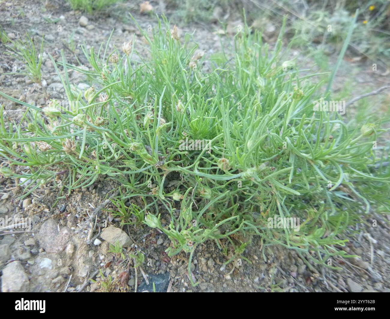 Plantago sempervirens Banque de photographies et d’images à haute ...