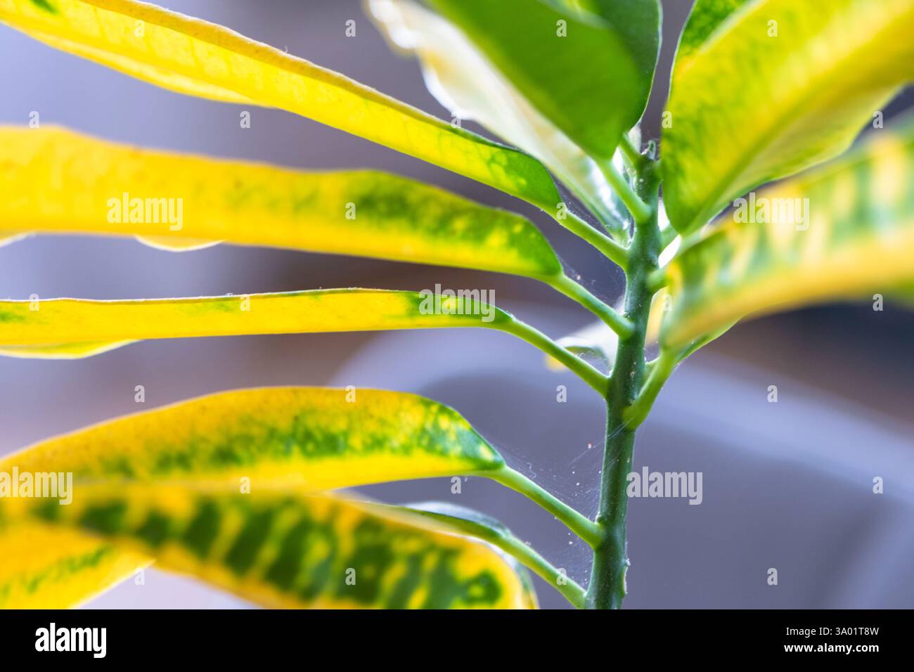 Feuilles de plante domestique affectées par un parasite d'acariens, de ...