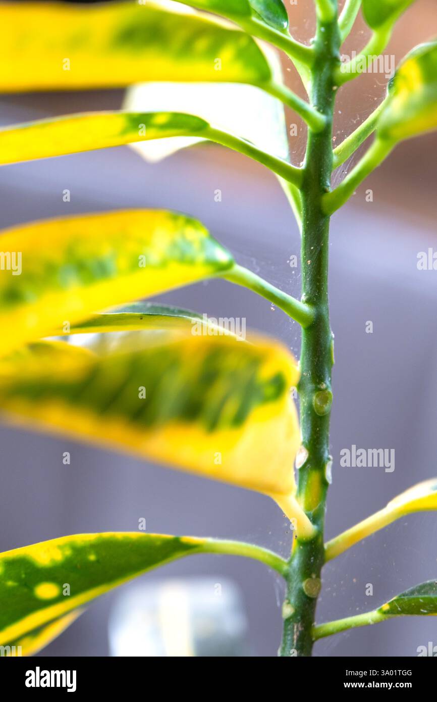 Feuilles de plante domestique affectées par un parasite d'acariens, de ...