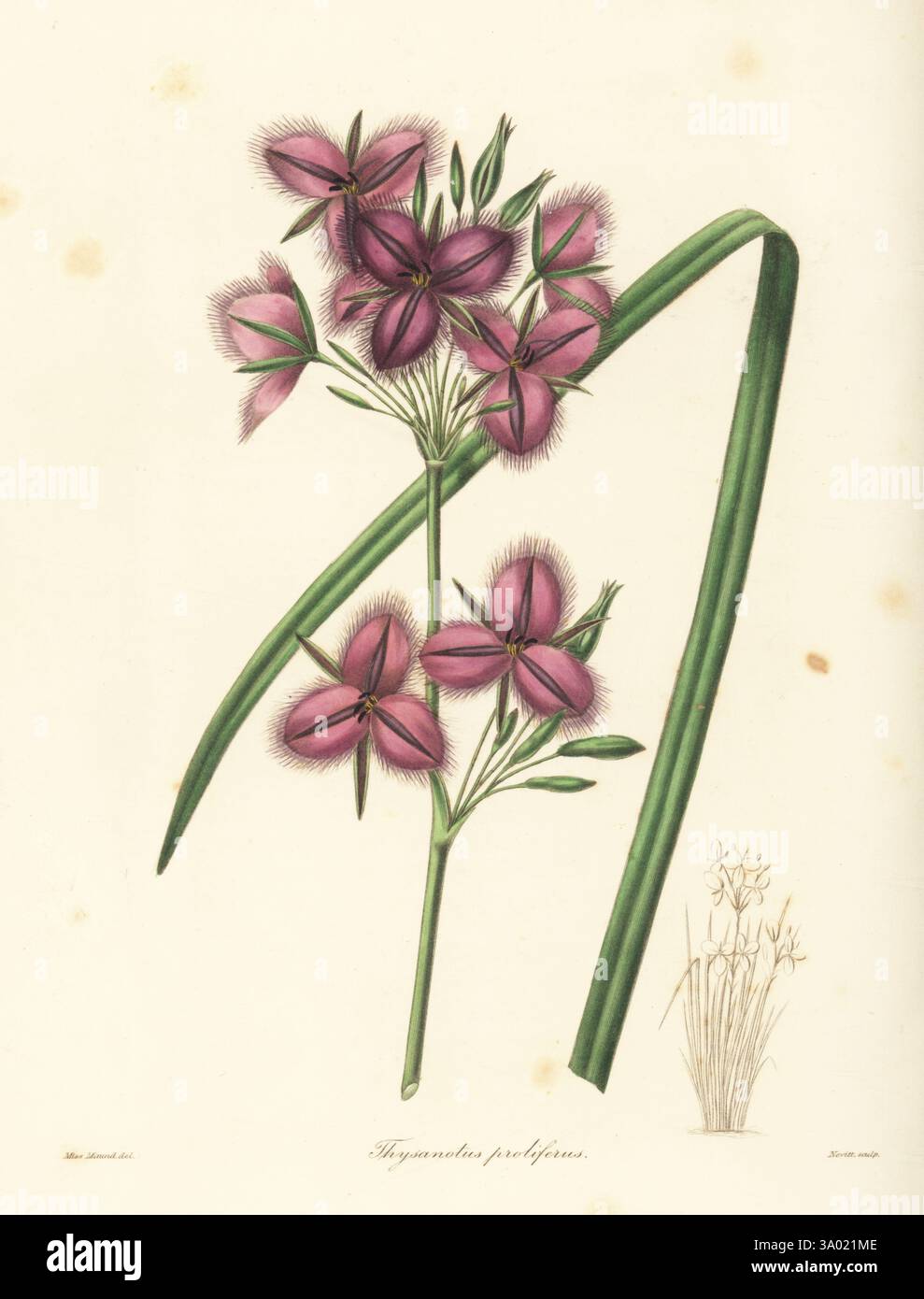 Thysanotus multiflorus. Thysanotus proliferous, Thysanotus prolifer ...