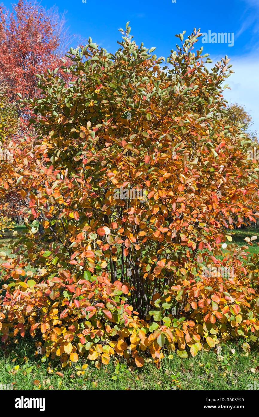 Shadbush nain Banque de photographies et d’images à haute résolution ...