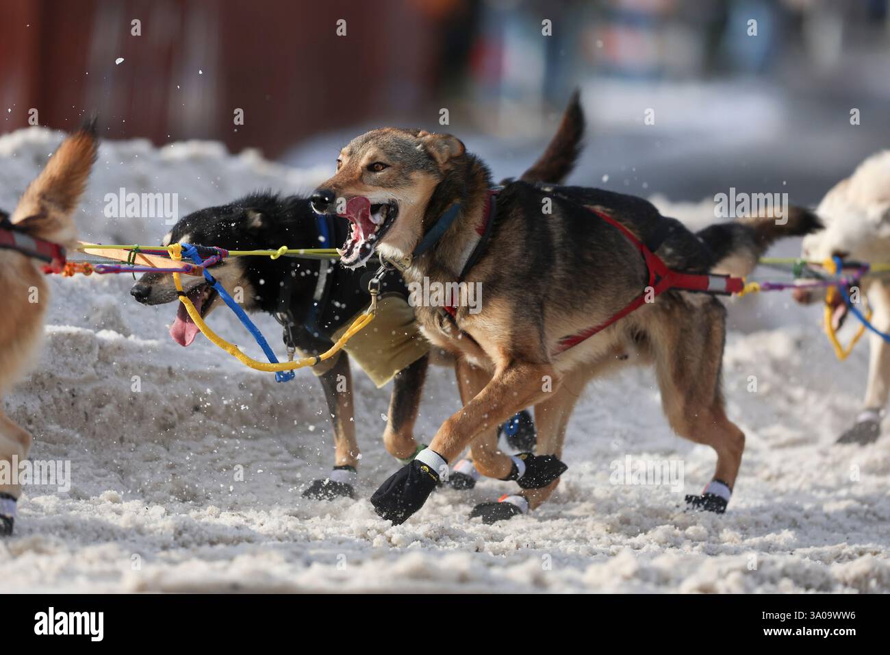 A team of sled dogs led by Calvin Daugherty (25), of Eagle River ...